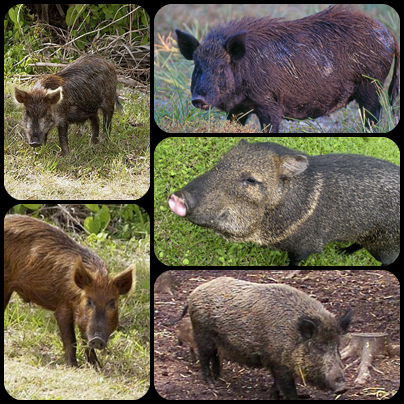 Hog Hunting | Georgia Hog Hunting | Southeast Georgia